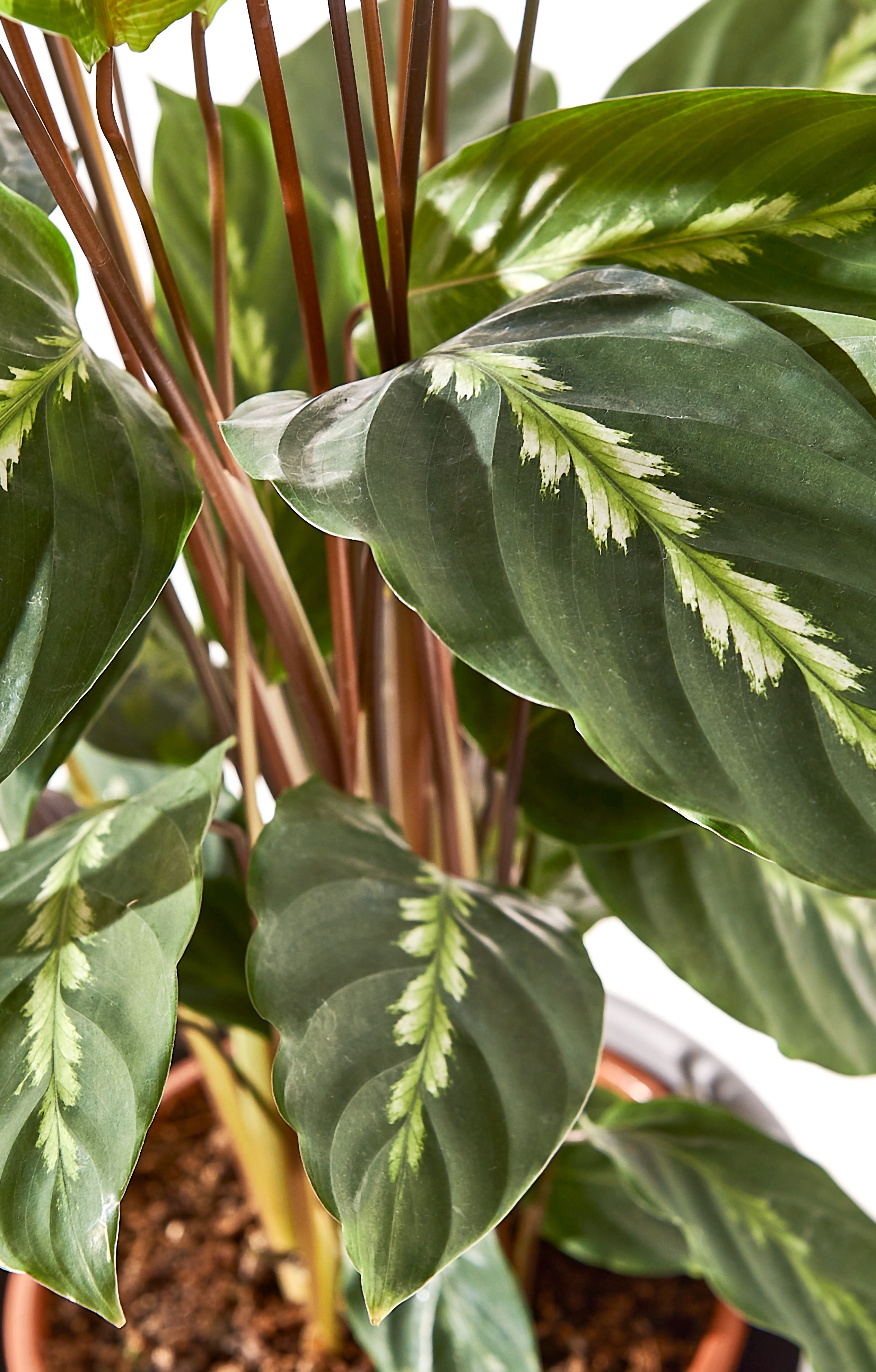 Kalatea - odmiany, uprawa, choroby 🌱 Encyklopedia Roślin